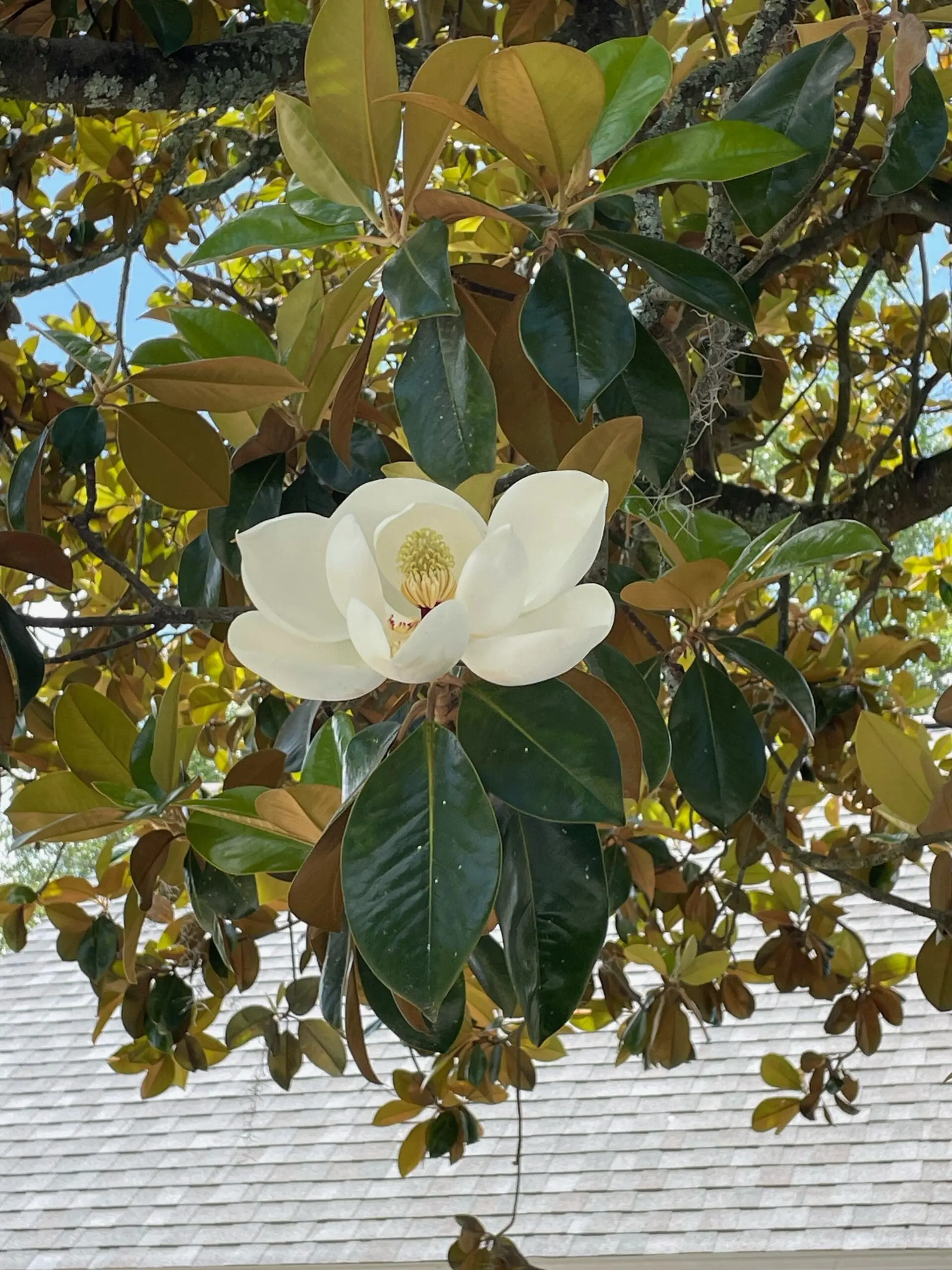 A Game Of Names: Growing Your Scientific Name Toolbox | South Carolina ...