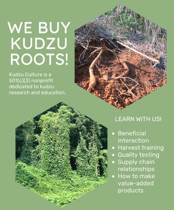 Kudzu Culture: “Eating The Vine That Ate The South” | South Carolina ...