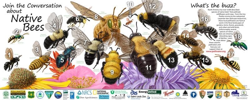 Sharing Native Plants With Children Through Native Bees | South ...