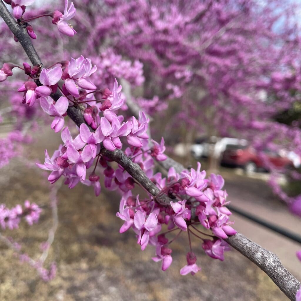Cercis Canadensis | Eastern Redbud | South Carolina Native Plant Society