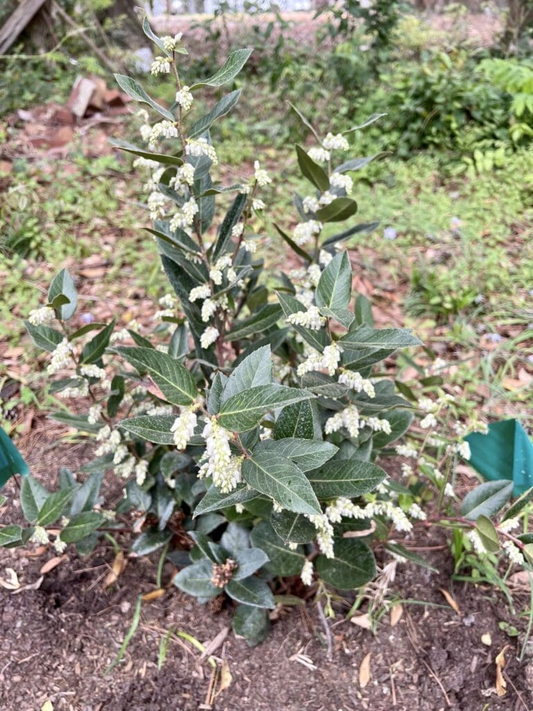Leucothoe Axillaris | Coastal Dog Hobble | South Carolina Native Plant ...