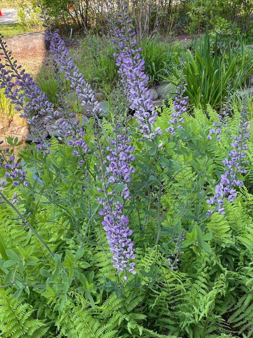 Upstate News | South Carolina Native Plant Society