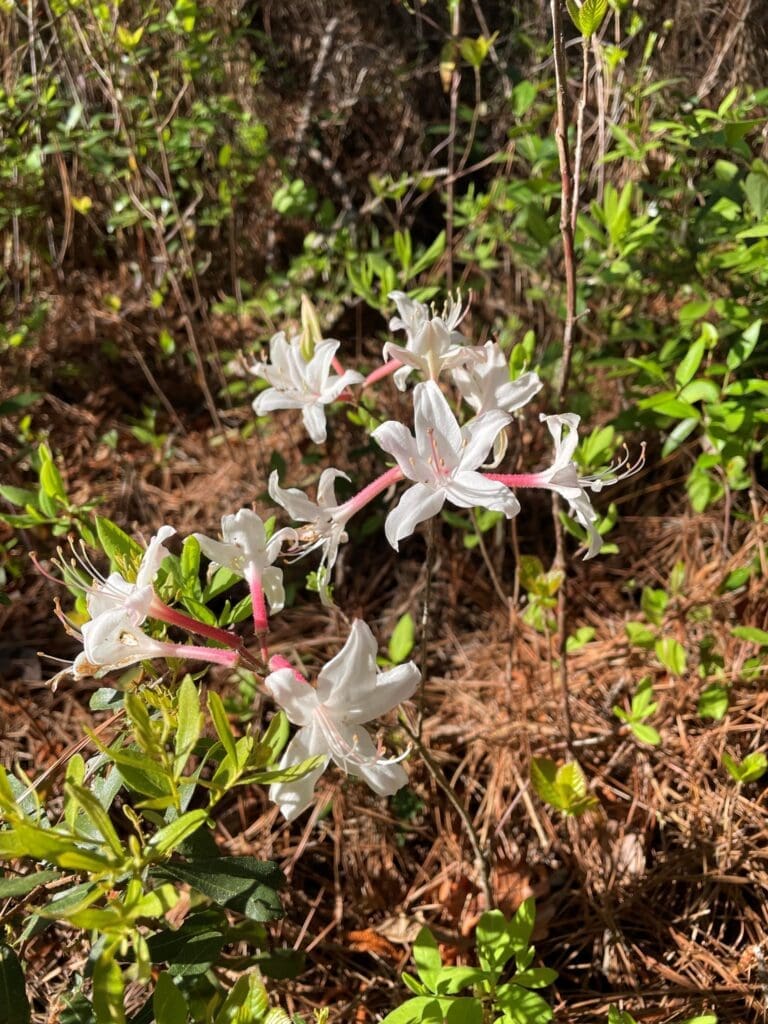 Rhododendron Atlanticum | Dwarf Azalea | South Carolina Native Plant ...