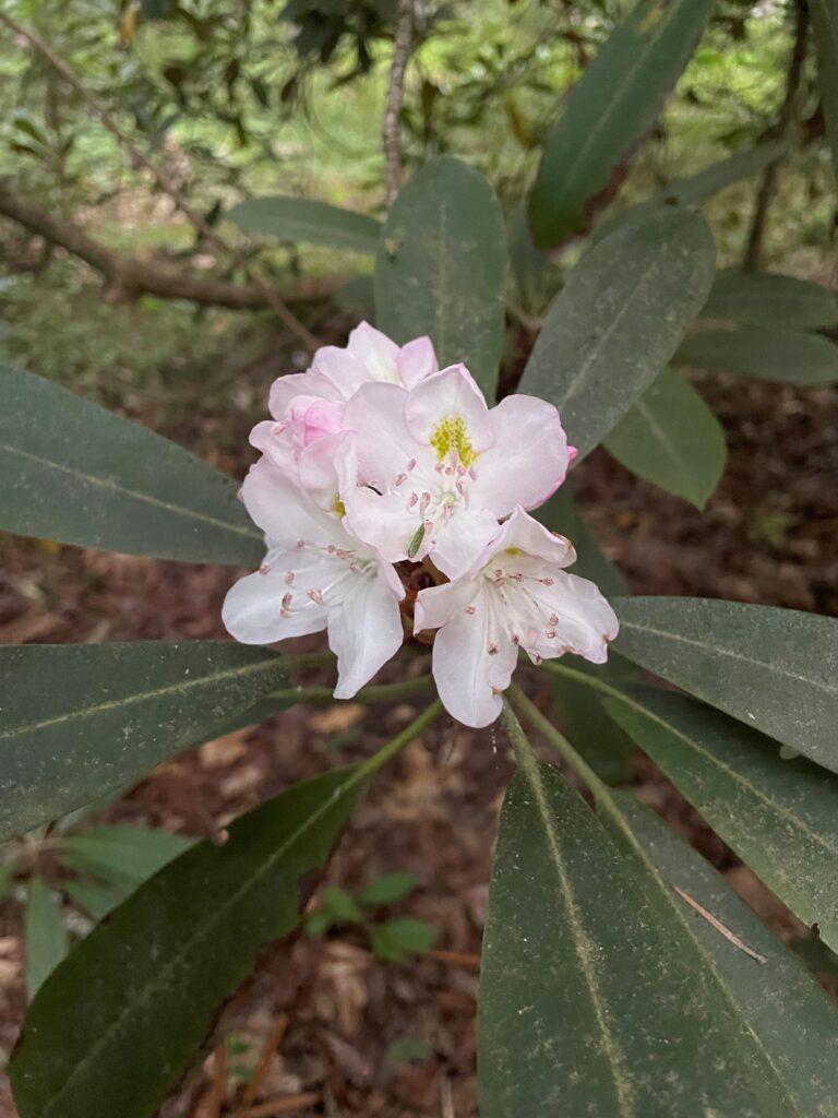 Rhododendron Maximum | Great Laurel | South Carolina Native Plant Society
