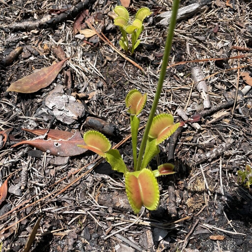 Venus Flytrap (Dionaea Muscipula): Grand Strand June 2023 Plant Of The ...