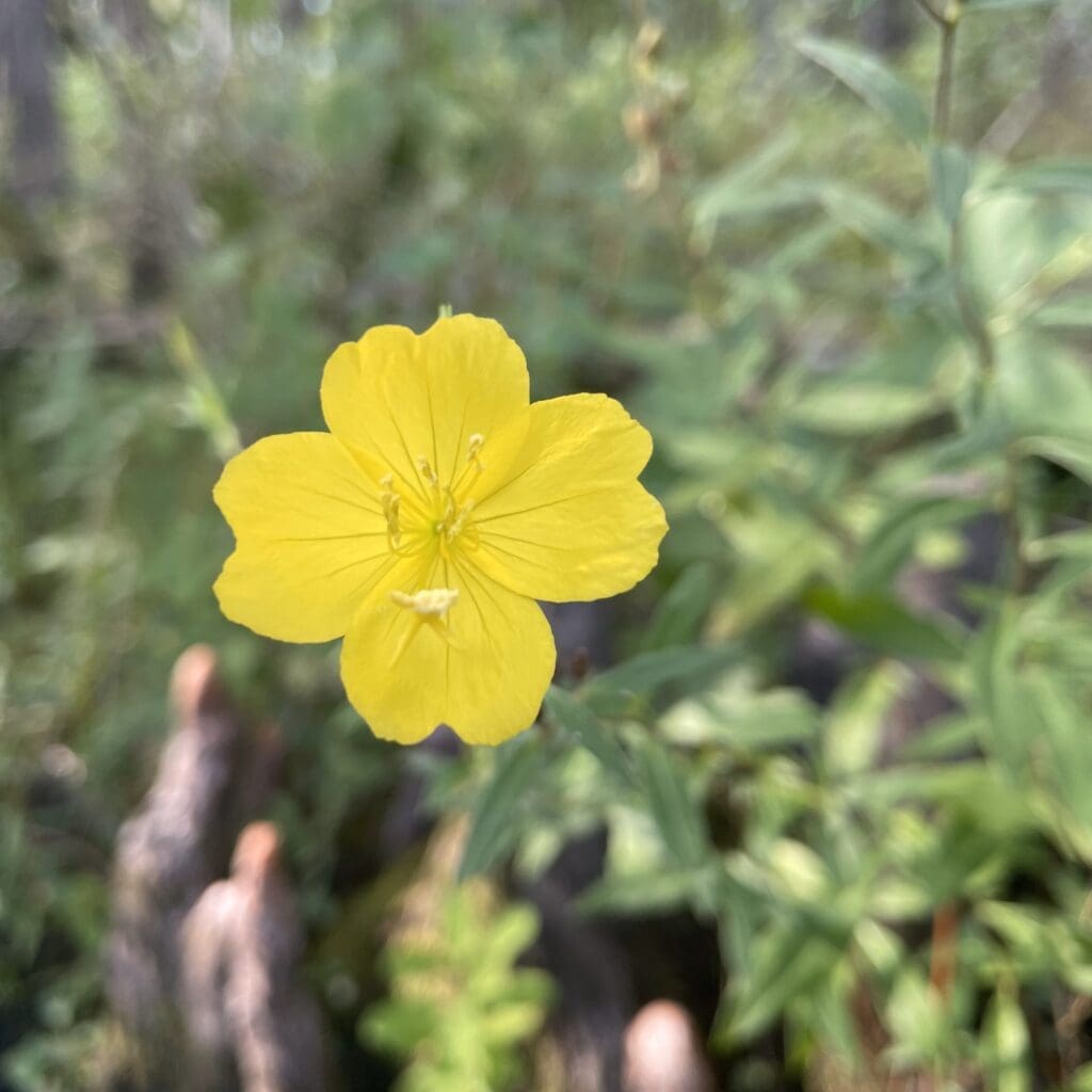 Riverbank Evening Primrose (Oenothera Riparia): Grand Strand August ...