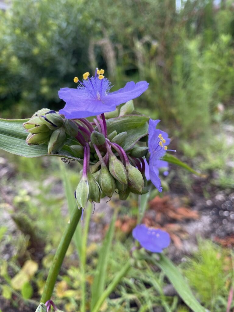 A Game Of Names: Growing Your Scientific Name Toolbox | South Carolina ...