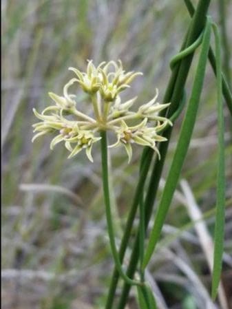 Swallow-wort (Pattalias Palustre): Grand Strand August 2024 Plant Of ...