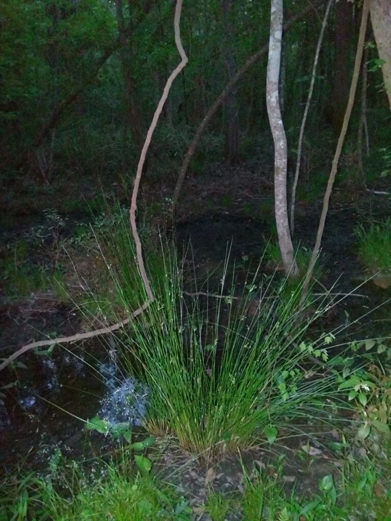 The Native Seed Bank That Surrounds The Pavement | South Carolina ...
