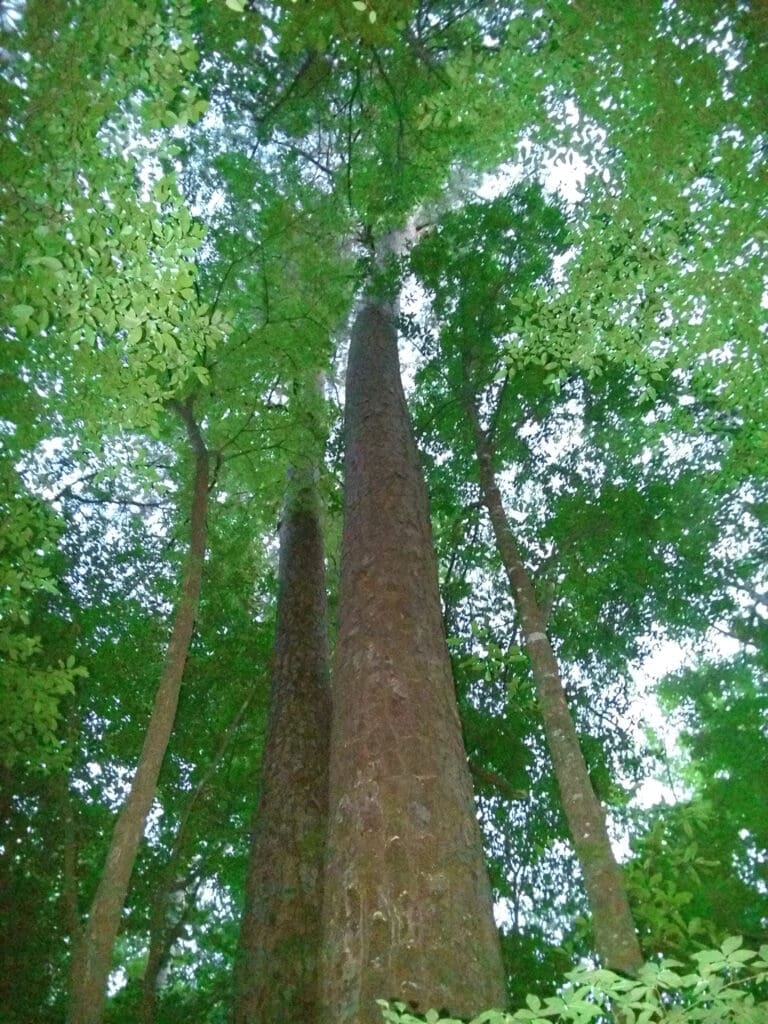 The Native Seed Bank That Surrounds The Pavement | South Carolina ...