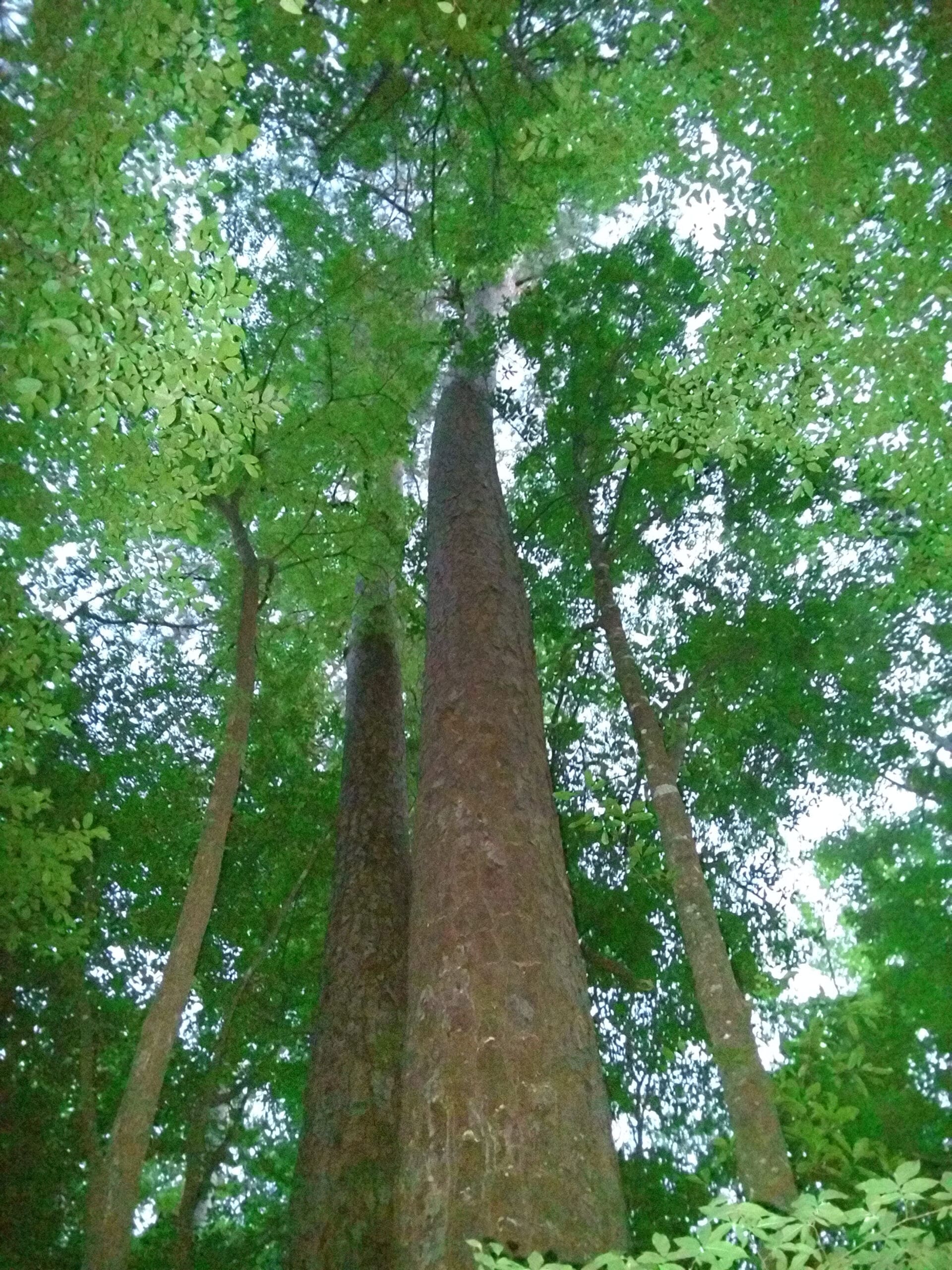 The Native Seed Bank That Surrounds The Pavement | South Carolina ...
