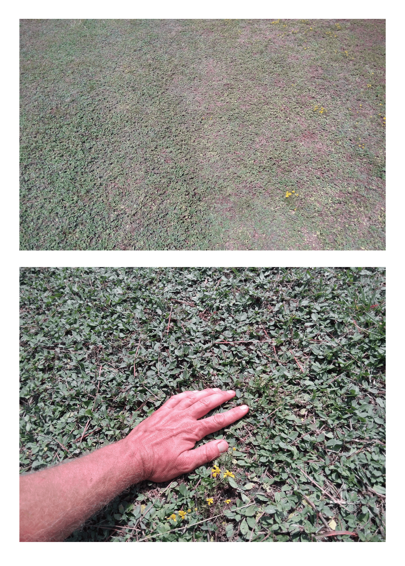 The Native Seed Bank That Surrounds The Pavement | South Carolina ...