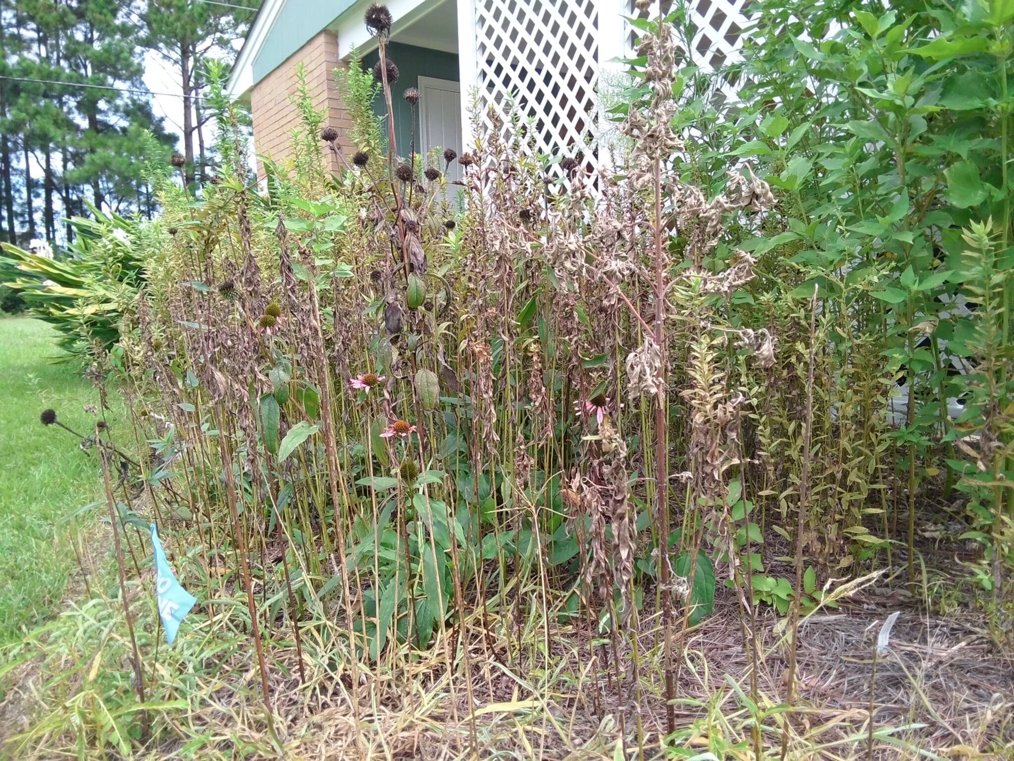 The Native Seed Bank That Surrounds The Pavement | South Carolina ...