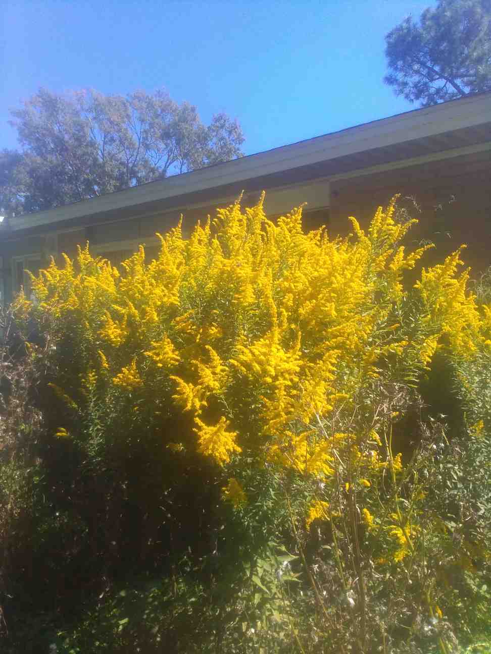 The Native Seed Bank That Surrounds The Pavement | South Carolina ...