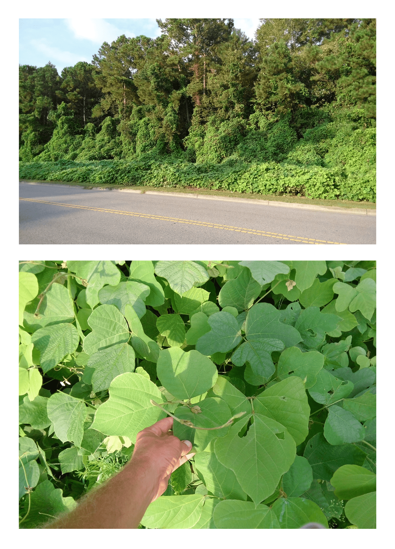 The Native Seed Bank That Surrounds The Pavement | South Carolina ...