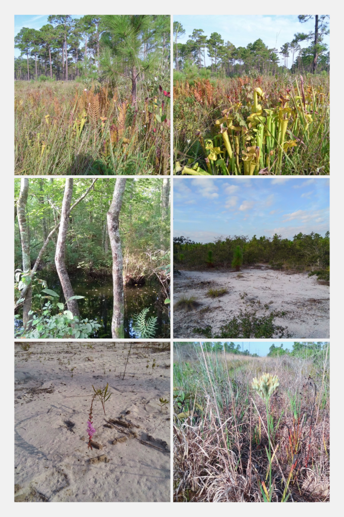 The Native Seed Bank That Surrounds The Pavement | South Carolina ...