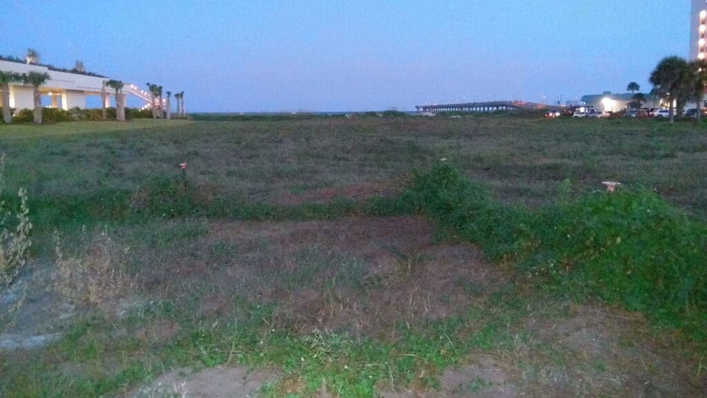 The Native Seed Bank That Surrounds The Pavement | South Carolina ...