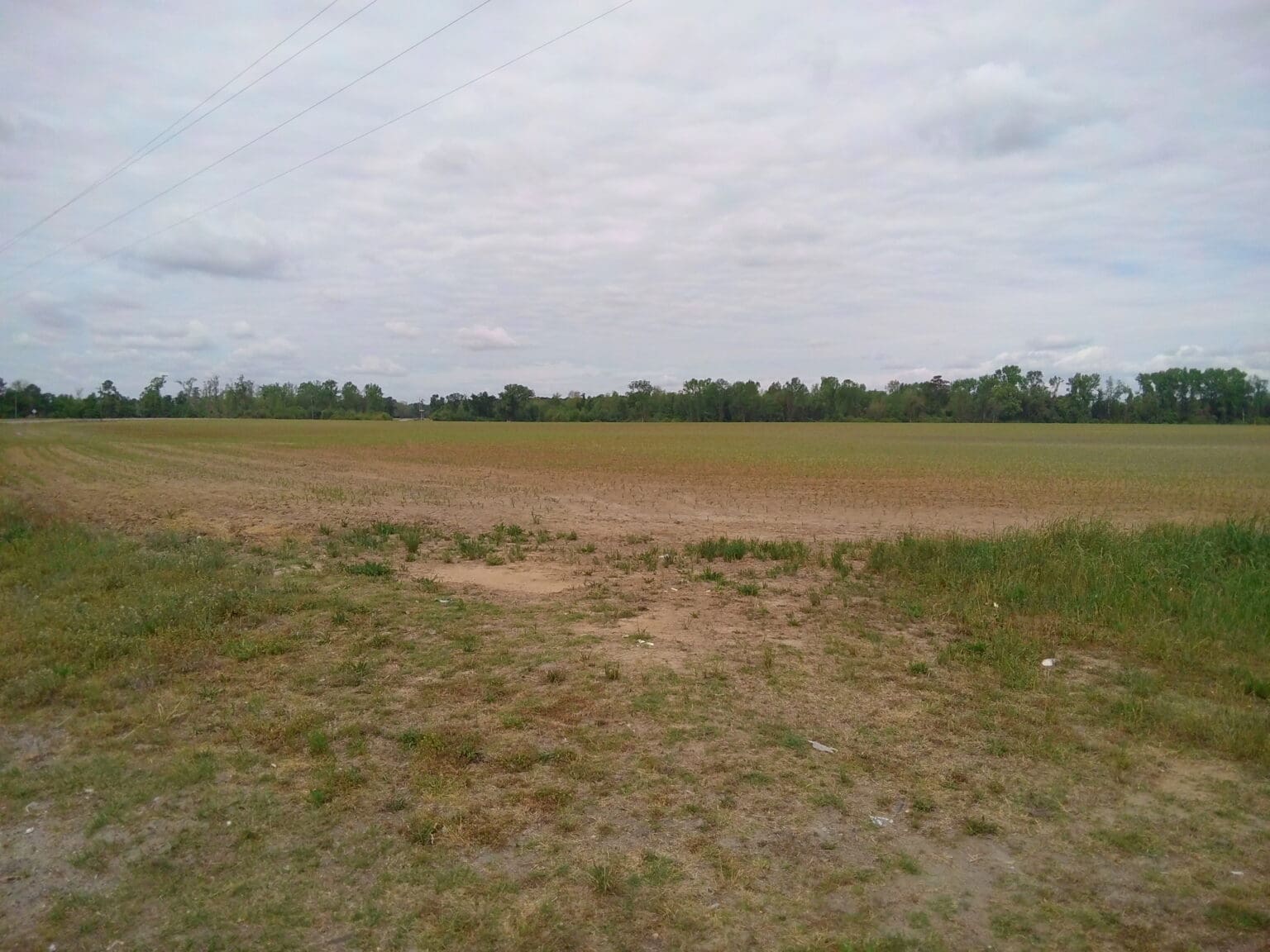 The Native Seed Bank That Surrounds The Pavement | South Carolina ...