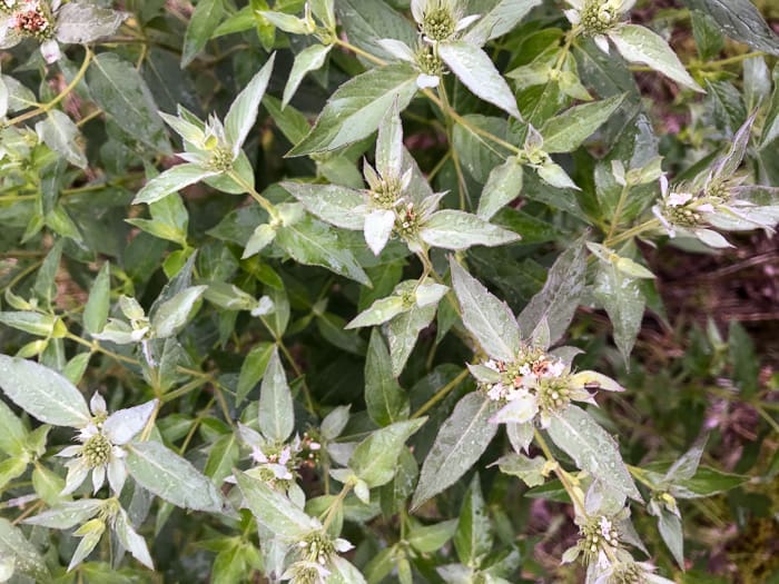 For Love Of Mountain Mint | South Carolina Native Plant Society