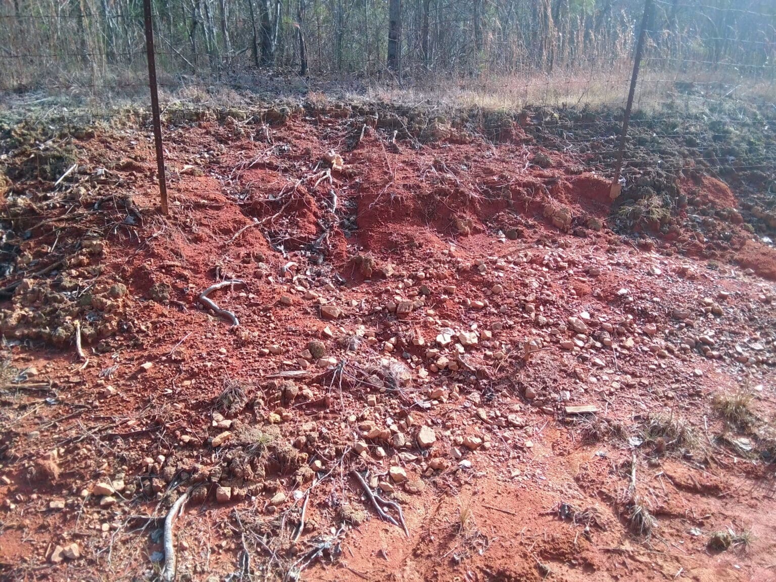 The Native Seed Bank That Surrounds The Pavement | South Carolina ...