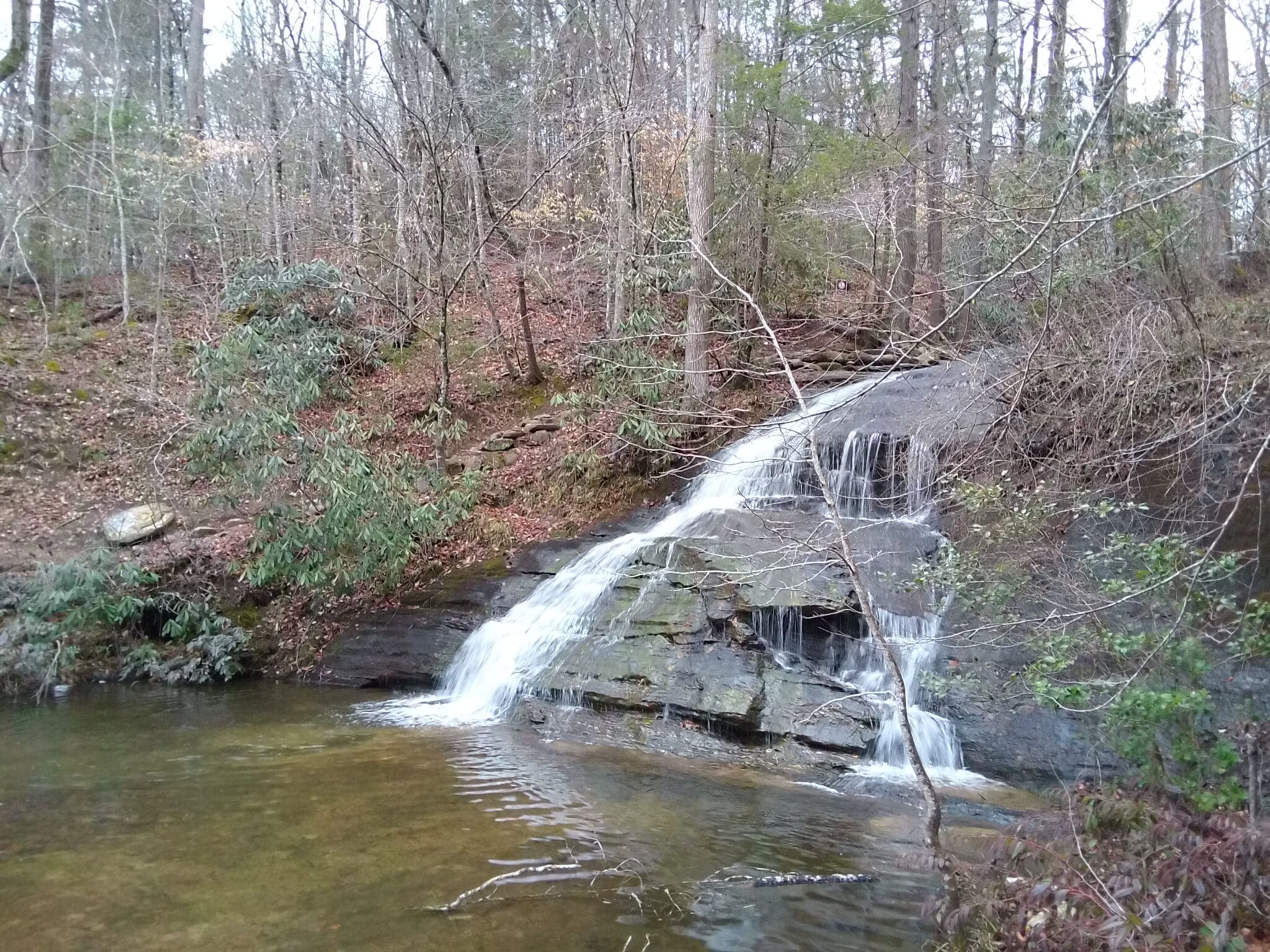 The Native Seed Bank That Surrounds The Pavement | South Carolina ...