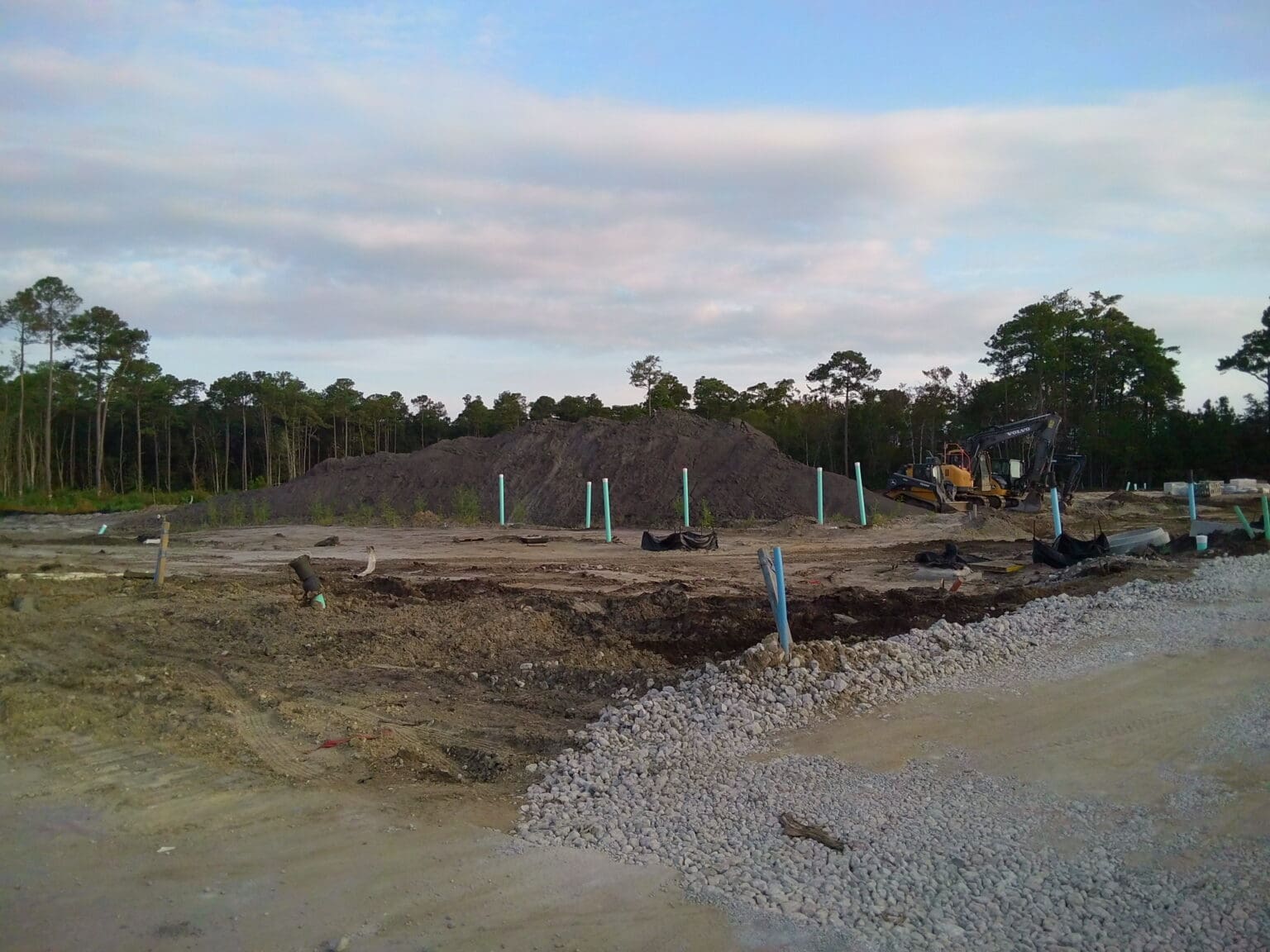 The Native Seed Bank That Surrounds The Pavement | South Carolina ...