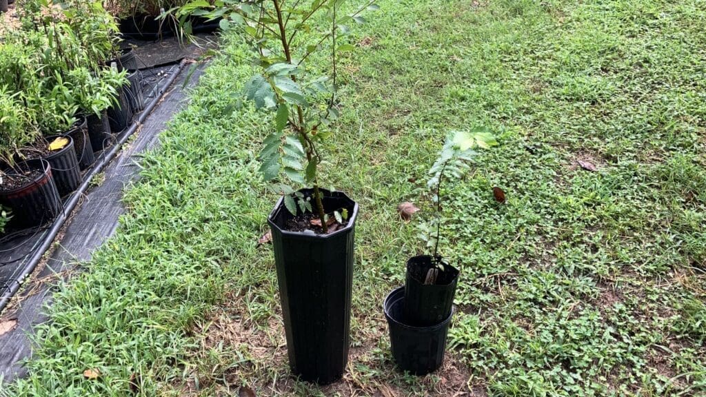 The Solution To Pot-bound Trees | South Carolina Native Plant Society