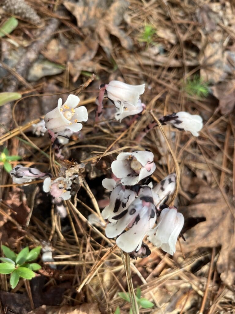 Ghost Pipe (Monotropa Uniflora): A Ghostly Bloom For Spooky Season ...