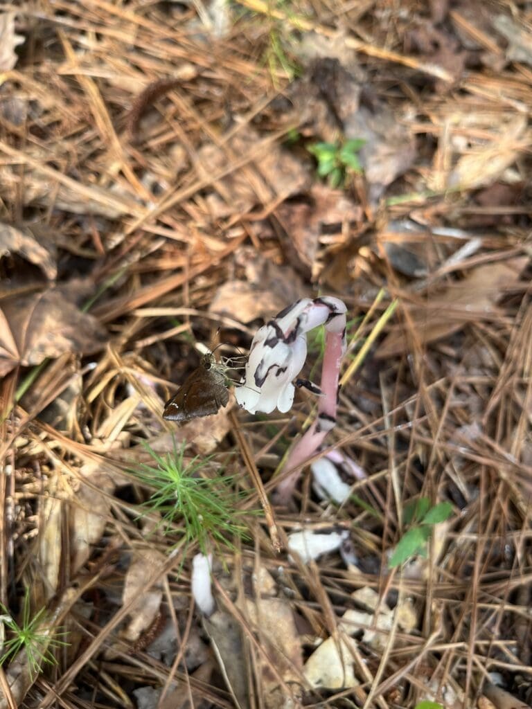 Ghost Pipe (Monotropa Uniflora): A Ghostly Bloom For Spooky Season ...