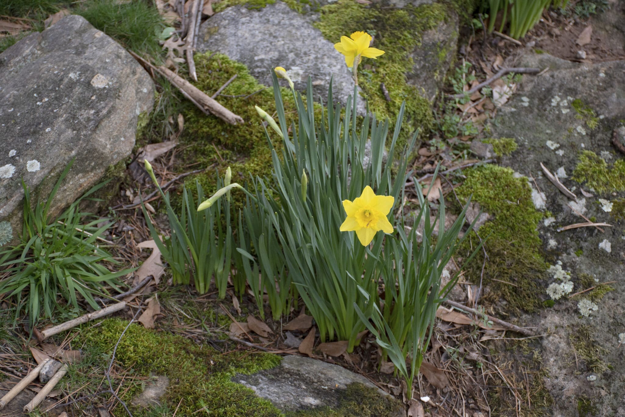 Invasive Plants – What’s In A Name? | South Carolina Native Plant Society