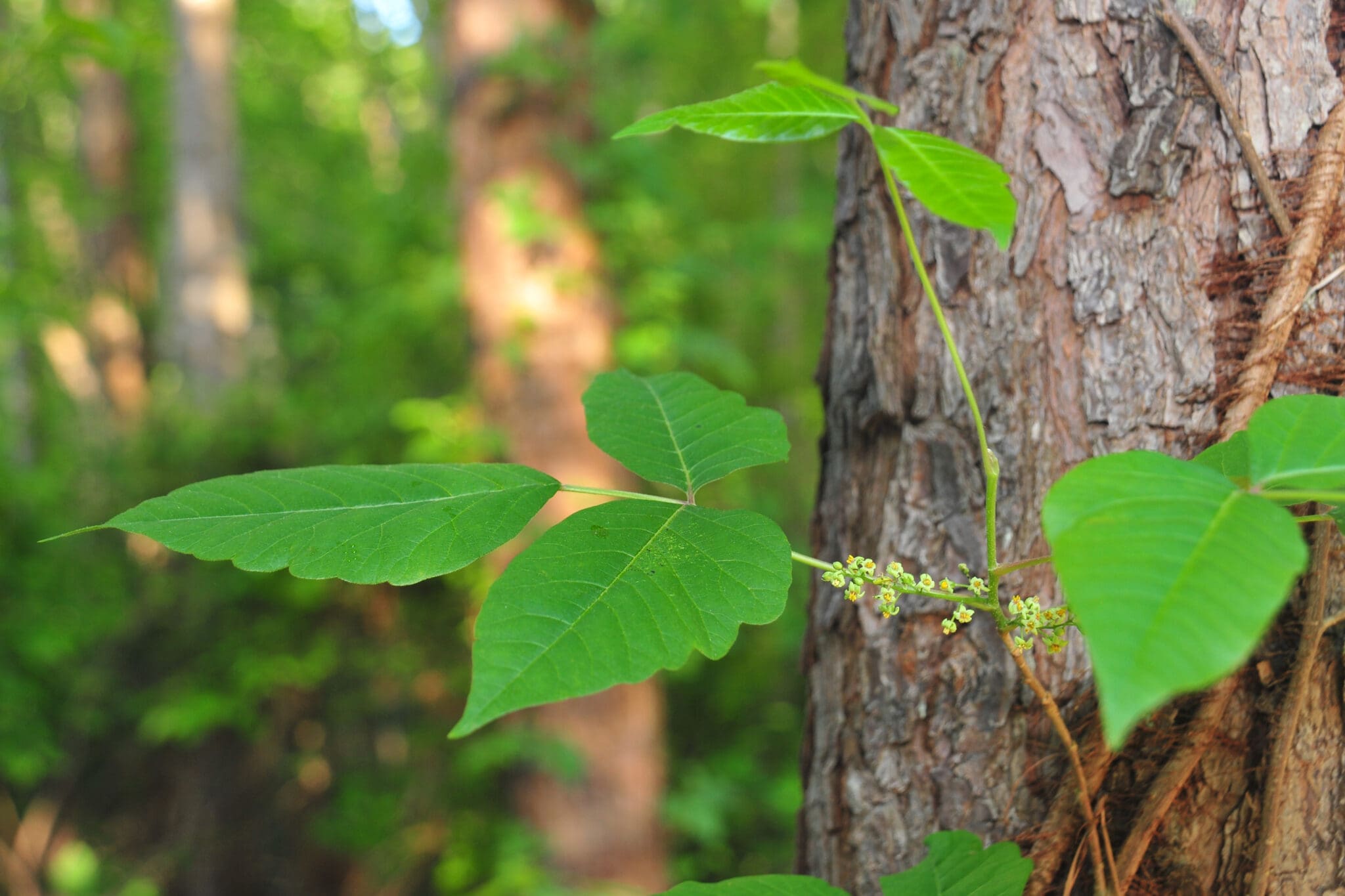Invasive Plants – What’s In A Name? | South Carolina Native Plant Society