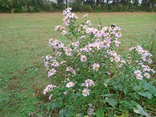Autumn Blooms Deep: A Personal Exploration Of Autumn Through Native ...