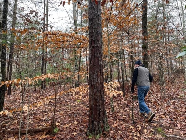 Marcescence | South Carolina Native Plant Society