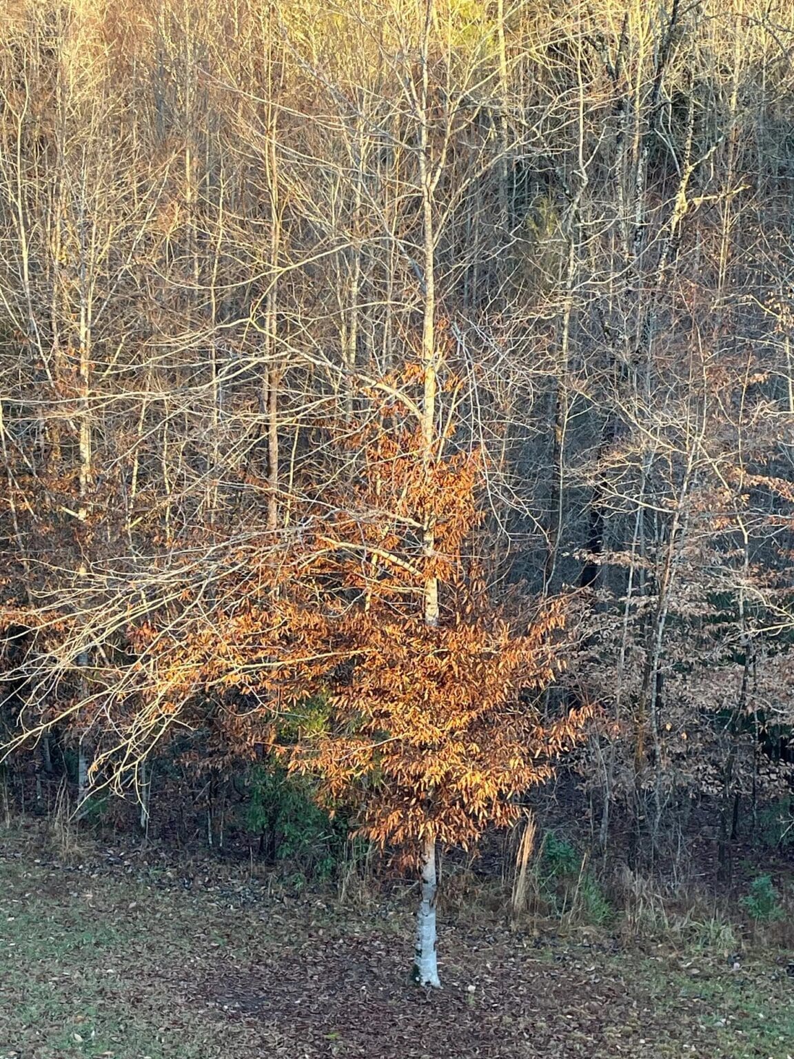 Marcescence | South Carolina Native Plant Society