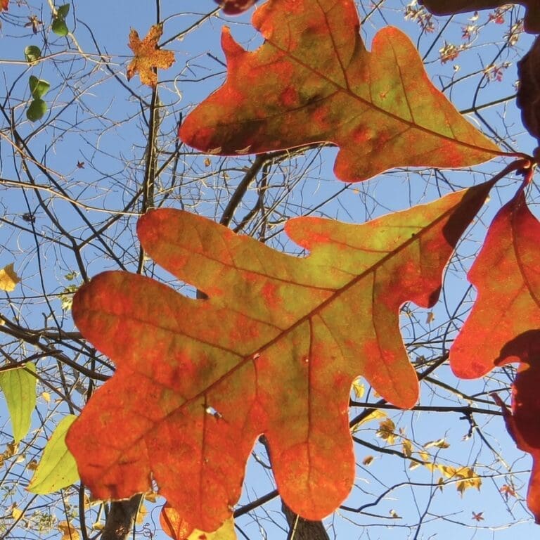 Join The SCNPS Grow Back Native Movement! | South Carolina Native Plant Society