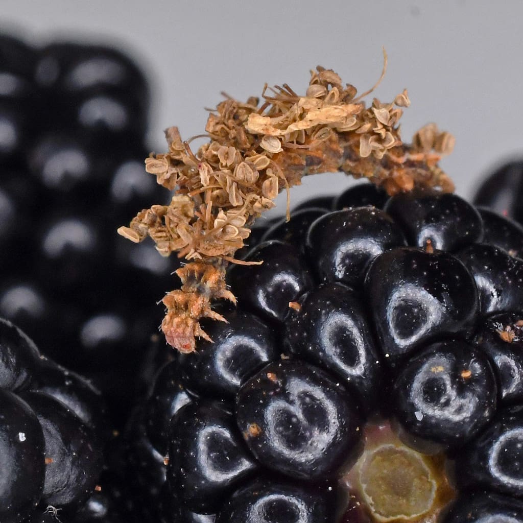 Plant A Pocket Prairie This Spring! | South Carolina Native Plant Society