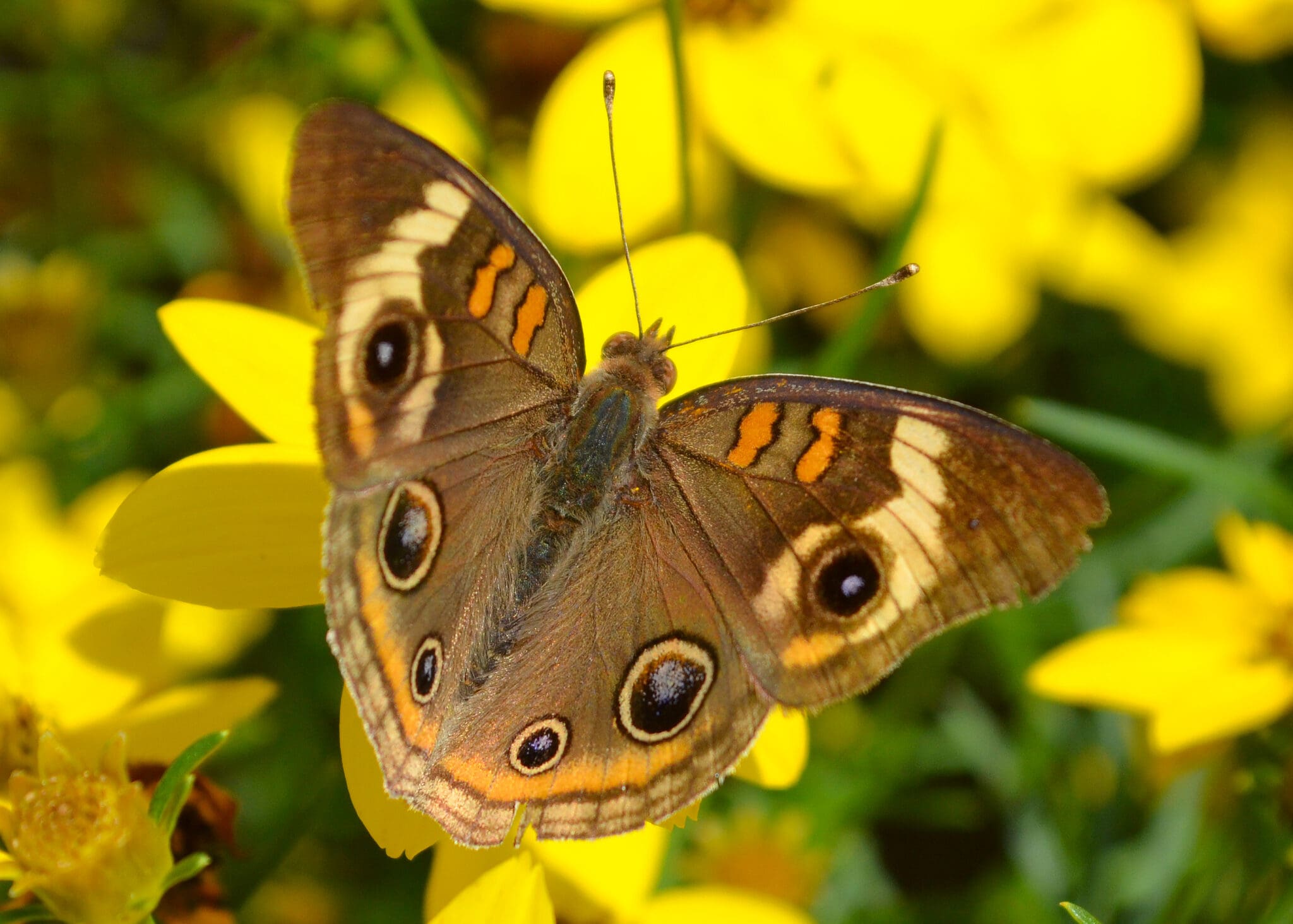 Plant A Pocket Prairie This Spring! | South Carolina Native Plant Society
