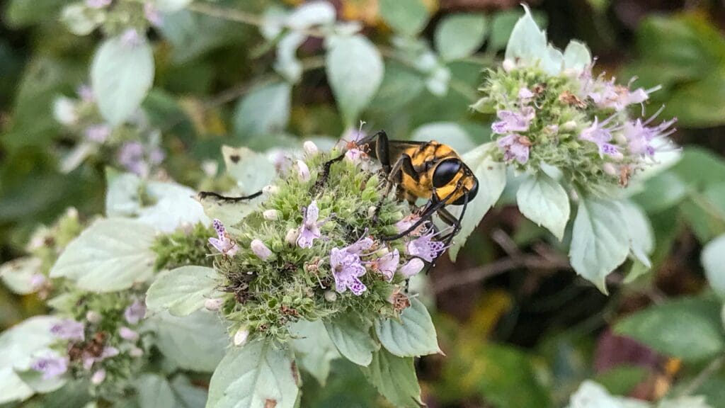 Plant A Pocket Prairie This Spring! | South Carolina Native Plant Society