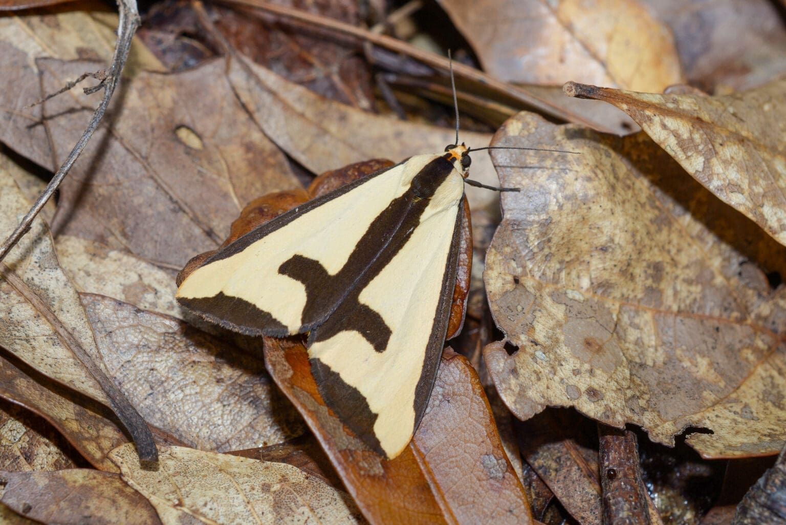 Plant A Pocket Prairie This Spring! | South Carolina Native Plant Society