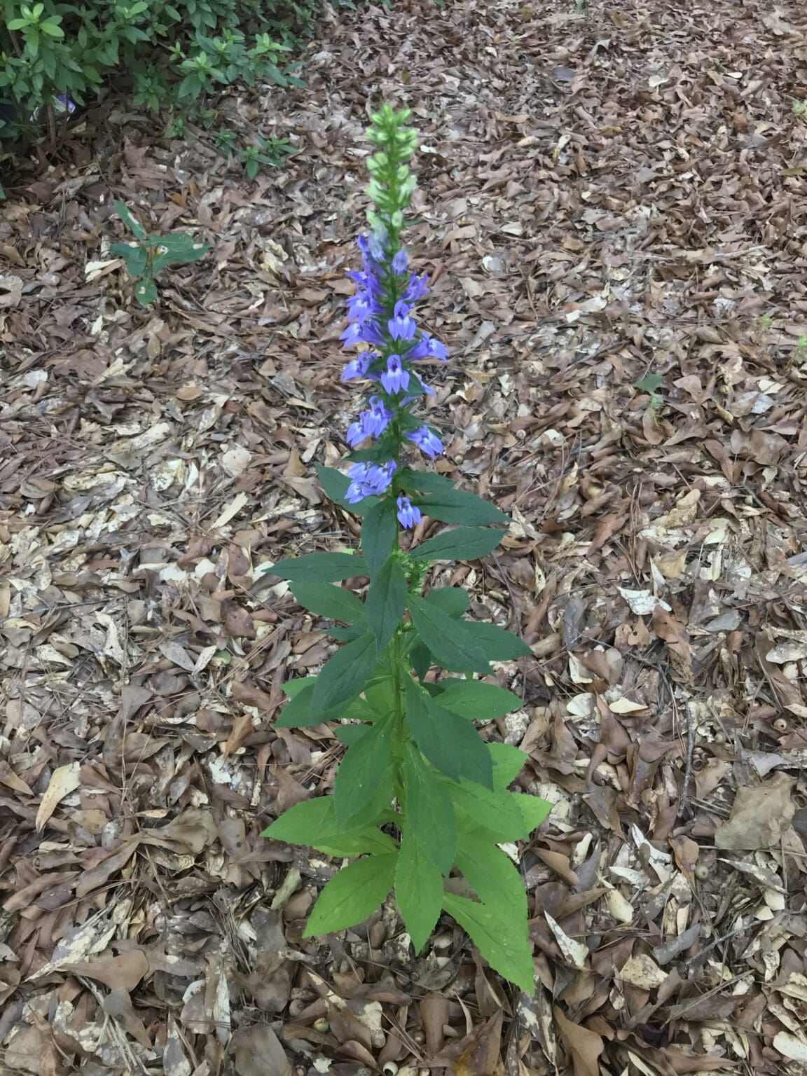 Plant A Pocket Prairie This Spring! | South Carolina Native Plant Society