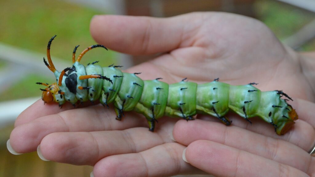 Moth Caterpillars And The Native Plants That Sustain Them | South ...