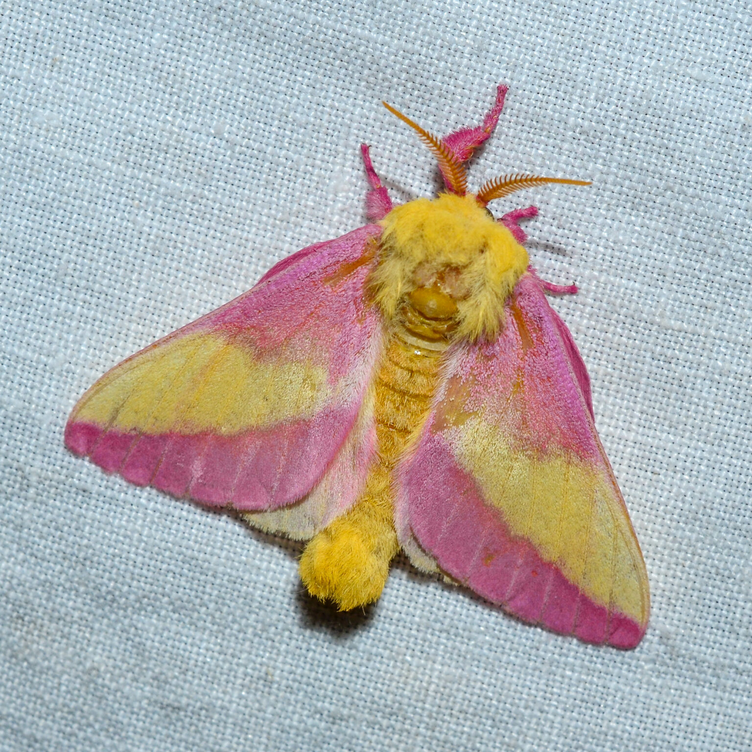 Moth Caterpillars And The Native Plants That Sustain Them | South ...