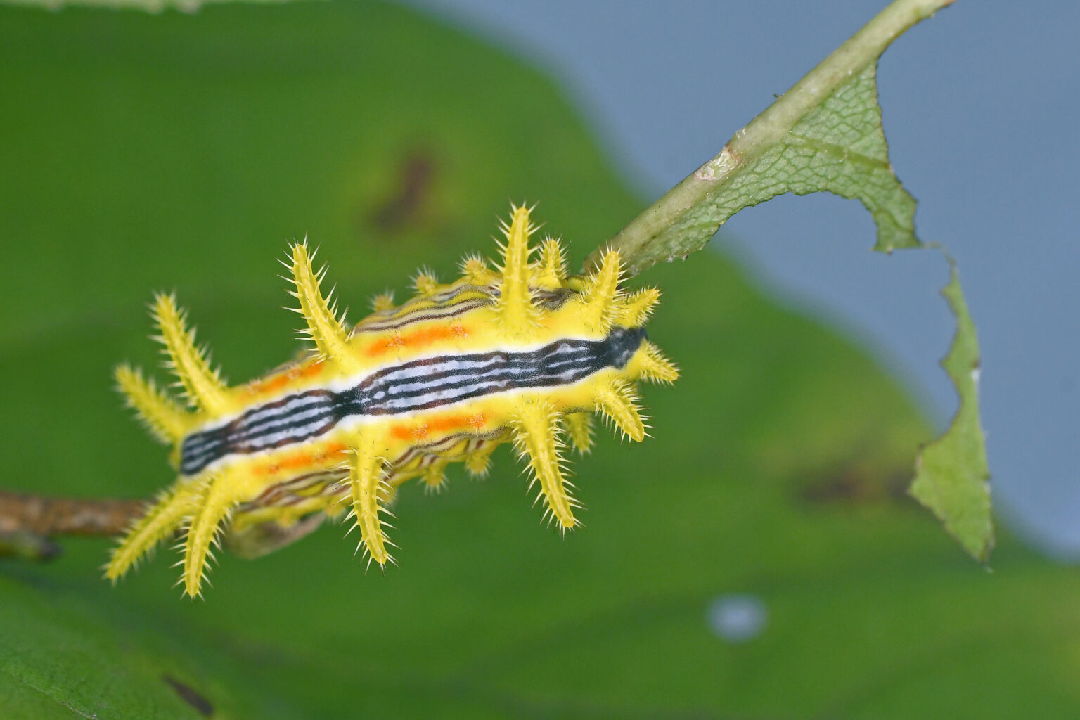 Moth Caterpillars And The Native Plants That Sustain Them | South ...