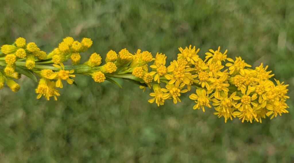 Solidago Sempervirens | Seaside Goldenrod | South Carolina Native Plant ...