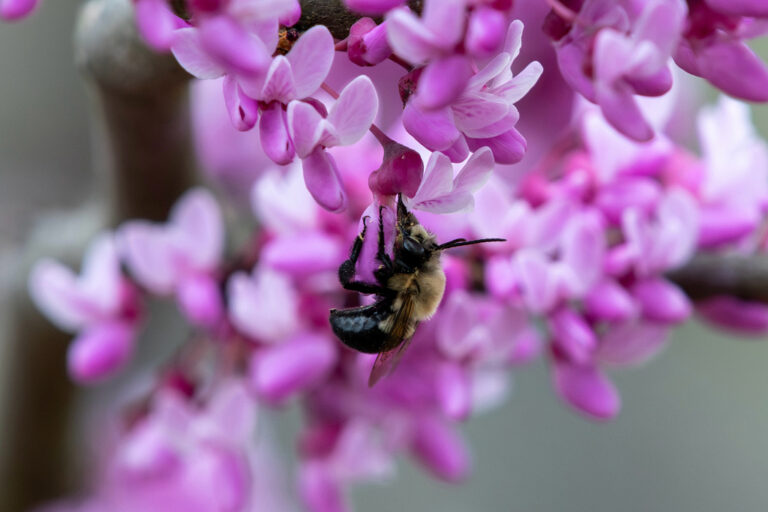 Meet A Pollinator: Southeast Blueberry Bee | South Carolina Native ...