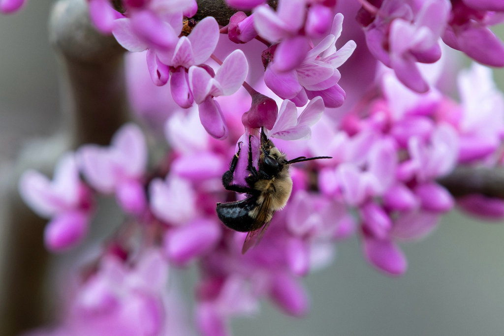 Meet A Pollinator: Southeast Blueberry Bee | South Carolina Native ...