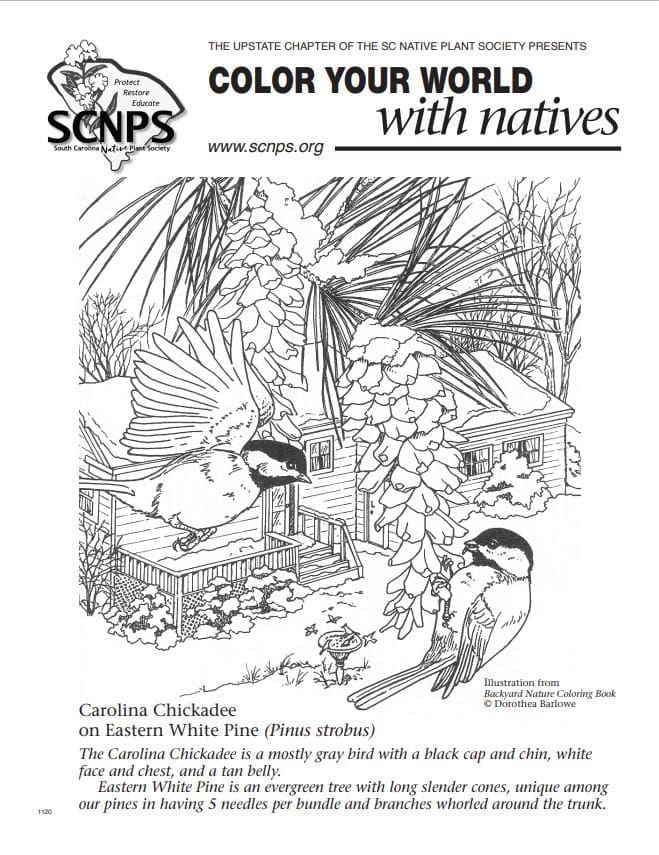 Native Plant Coloring Pages | South Carolina Native Plant Society