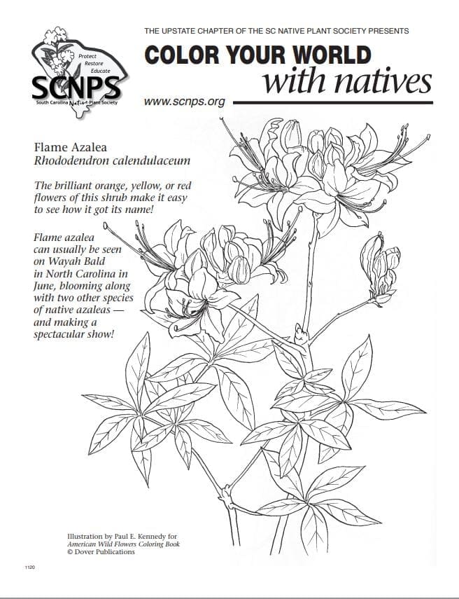 Native Plant Coloring Pages | South Carolina Native Plant Society
