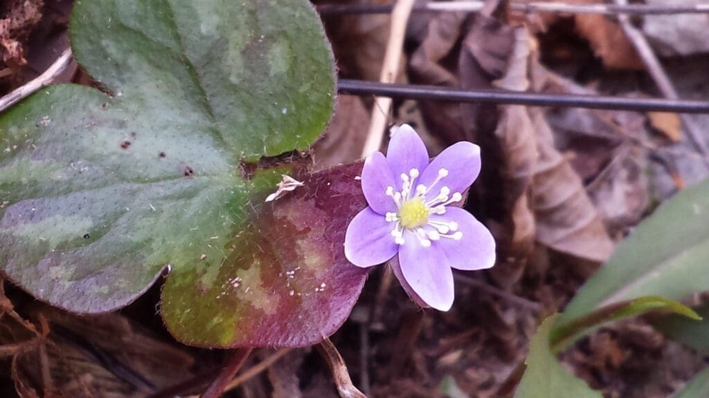 Plant Of The Month: Hepatica, Or Liverleaf | South Carolina Native ...