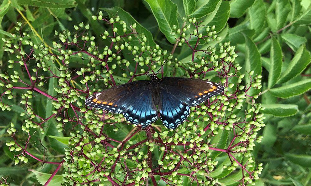 27 Moths & Butterflies Can’t Be Wrong! | South Carolina Native Plant ...